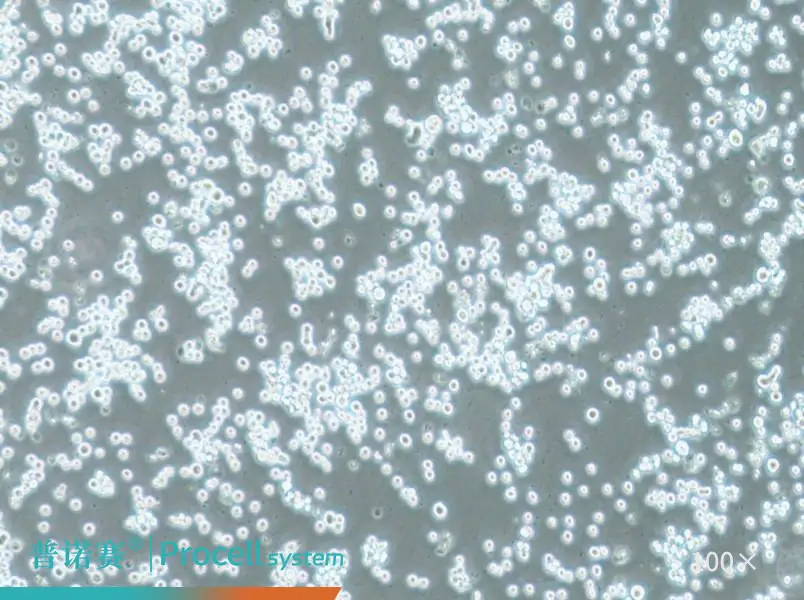 COLO 201（人结直肠腺癌细胞）-细胞系-武汉普诺赛生命科技有限公司
