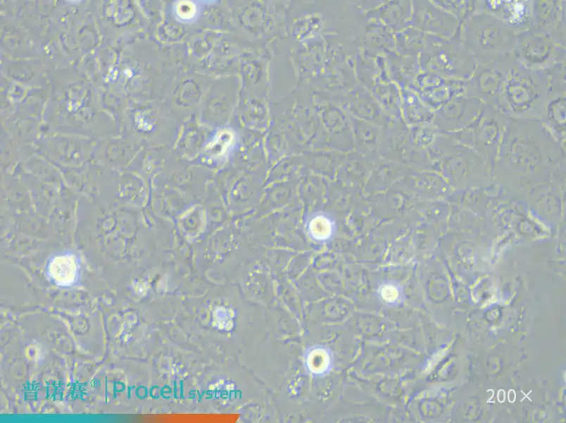 SW 780 [SW-780, SW780]（人膀胱移行细胞癌）-细胞系-武汉普诺赛生命科技有限公司