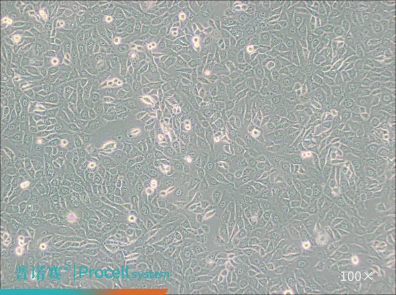 EMT6 [EMT-6]（小鼠乳腺癌细胞）-细胞系-武汉普诺赛生命科技有限公司