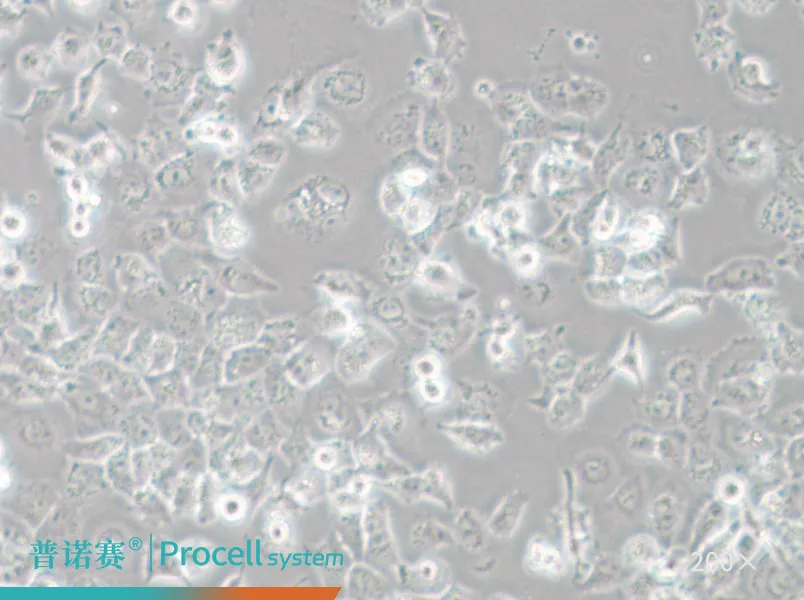 NCI-H23（人非小细胞肺癌细胞）-细胞系-武汉普诺赛生命科技有限公司