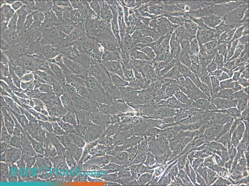 NCI-H2444（人非小细胞肺癌细胞）-细胞系-武汉普诺赛生命科技有限公司