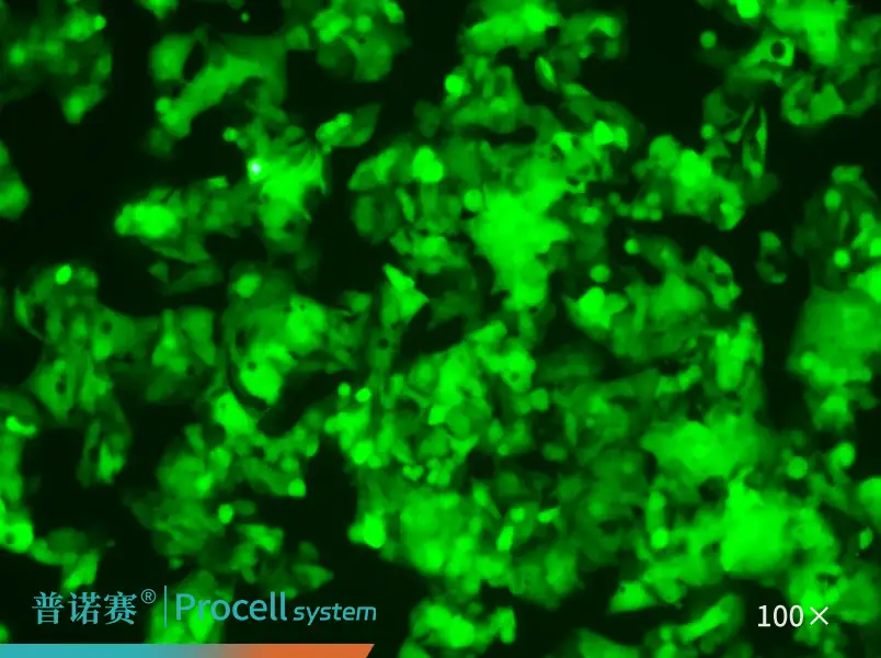 Hep G2-LUC-EGFP（人肝母细胞瘤细胞（荧光素酶绿色荧光标记））-细胞系-武汉普诺赛生命科技有限公司