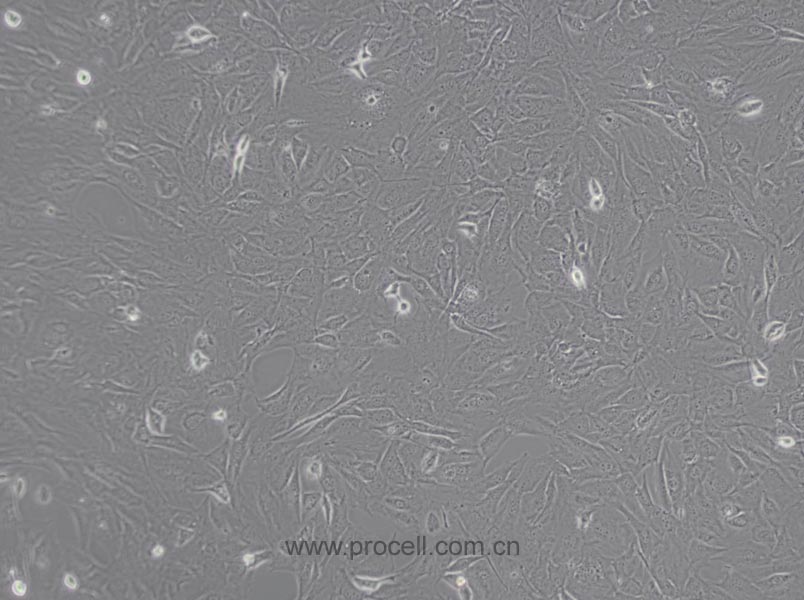 MC3T3-E1 Subclone 14（小鼠颅顶前骨细胞亚克隆14）-细胞系-武汉普诺赛生命科技有限公司
