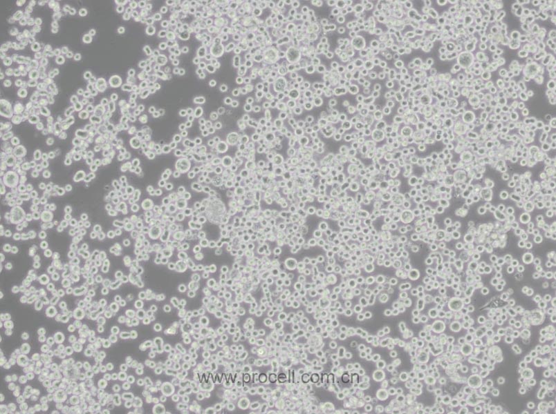 KATO III [KATO 3]（人胃癌细胞）-细胞系-武汉普诺赛生命科技有限公司