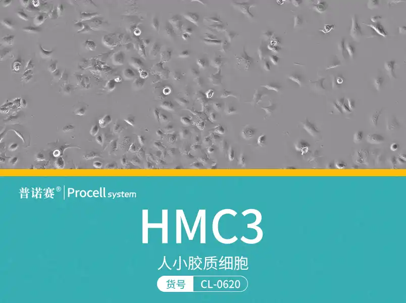 HMC3（人小胶质细胞）-细胞系-武汉普诺赛生命科技有限公司