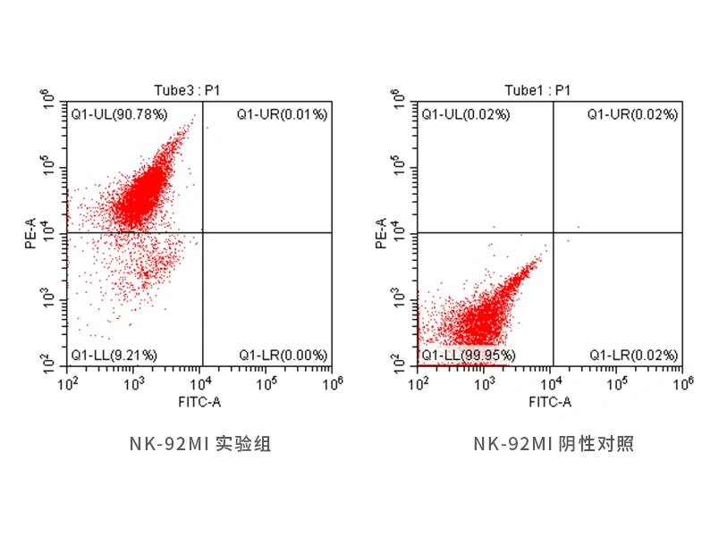 NK-92MI（人恶性非霍奇金淋巴瘤患者的自然杀伤细胞）-细胞系-武汉普诺赛生命科技有限公司