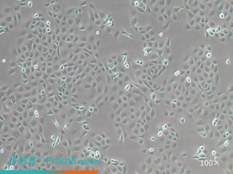 WSU-HN6（人舌鳞癌细胞）-细胞系-武汉普诺赛生命科技有限公司