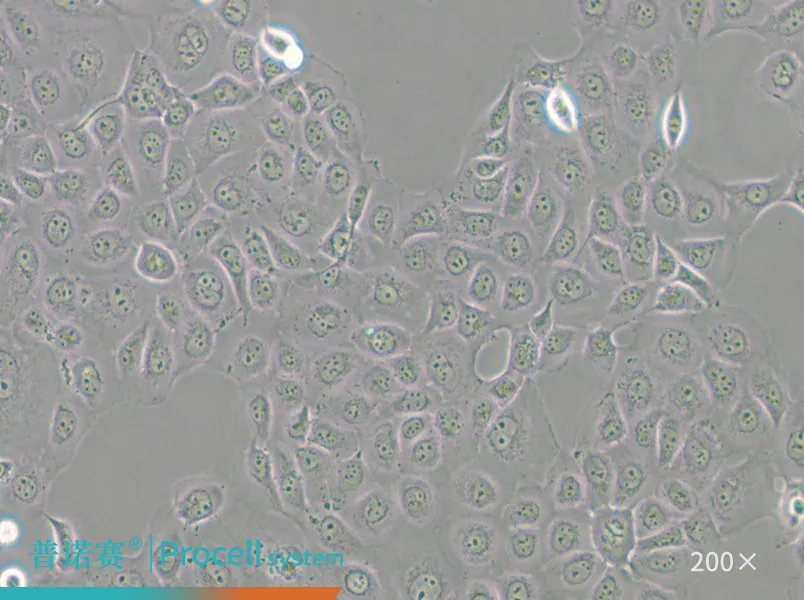 WSU-HN6（人舌鳞癌细胞）-细胞系-武汉普诺赛生命科技有限公司
