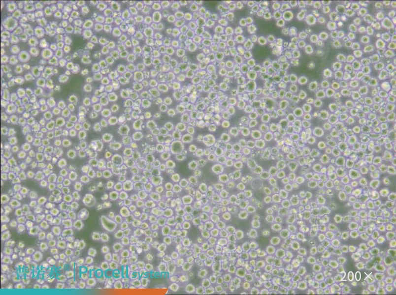 OKT 3（小鼠杂交瘤细胞（抗CD3））-细胞系-武汉普诺赛生命科技有限公司