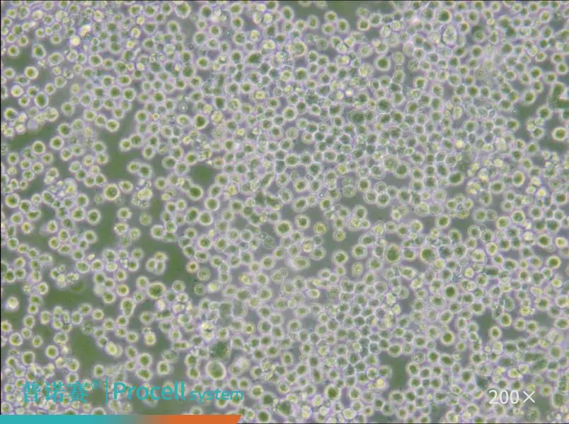OKT 3（小鼠杂交瘤细胞（抗CD3））-细胞系-武汉普诺赛生命科技有限公司