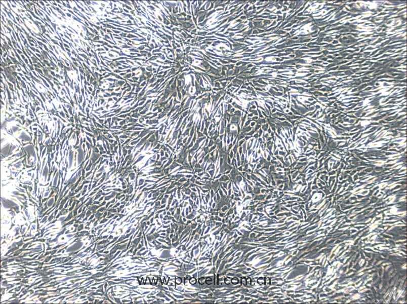 YUMM1.1（小鼠黑色素瘤细胞）-细胞系-武汉普诺赛生命科技有限公司