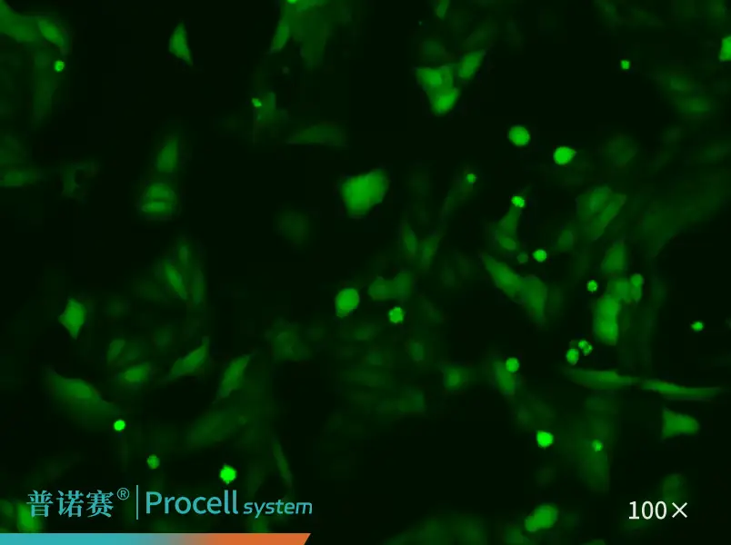 U-2 OS-LUC-EGFP（人骨肉瘤细胞（荧光素酶绿色荧光标记））-细胞系-武汉普诺赛生命科技有限公司