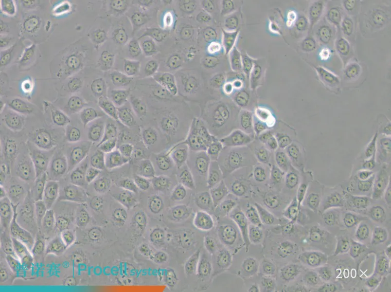 WSU-HN6（人舌鳞癌细胞）-细胞系-武汉普诺赛生命科技有限公司