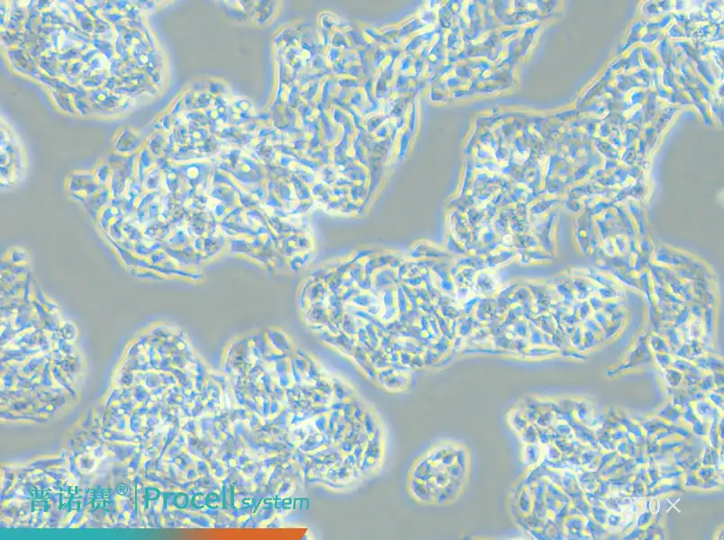 Hep G2（人肝母细胞瘤细胞）-细胞系-武汉普诺赛生命科技有限公司