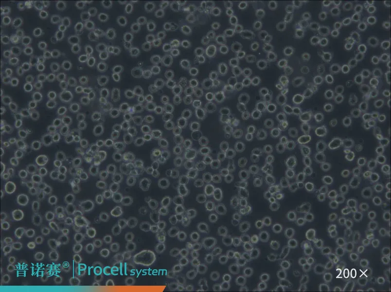 Karpas-299（人间变性大细胞淋巴瘤细胞）-细胞系-武汉普诺赛生命科技有限公司