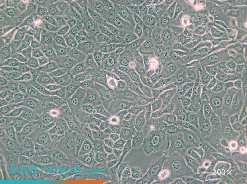 EMT6 [EMT-6]（小鼠乳腺癌细胞）-细胞系-武汉普诺赛生命科技有限公司