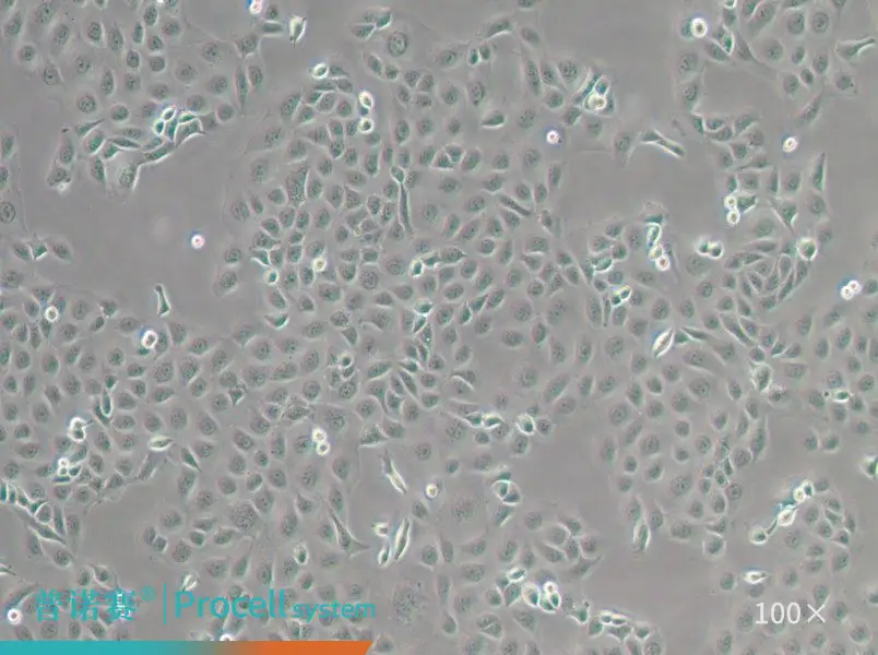 WSU-HN6（人舌鳞癌细胞）-细胞系-武汉普诺赛生命科技有限公司