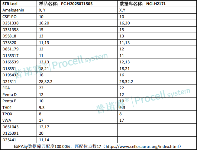 NCI-H2171（人肺癌细胞）-细胞系-武汉普诺赛生命科技有限公司