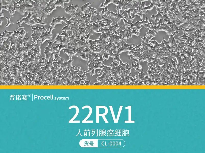 22RV1（人前列腺癌细胞）-细胞系-武汉普诺赛生命科技有限公司