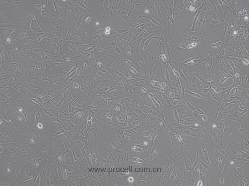 MC3T3-E1 Subclone 14（小鼠颅顶前骨细胞亚克隆14）-细胞系-武汉普诺赛生命科技有限公司