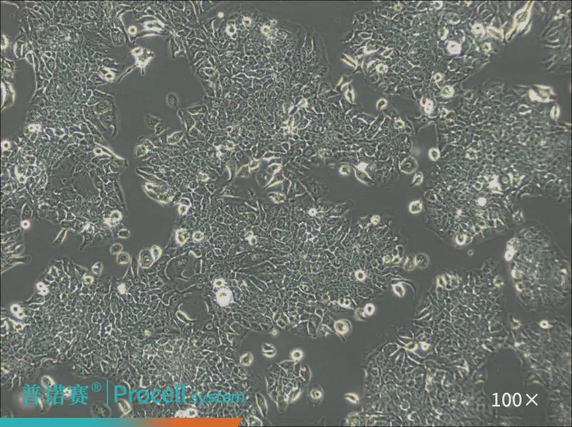 JIMT-1（人乳腺癌细胞）-细胞系-武汉普诺赛生命科技有限公司