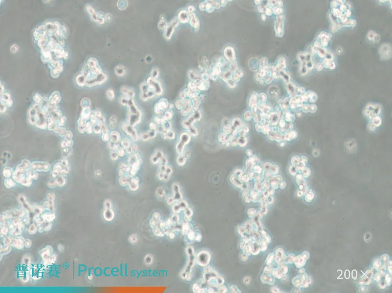 NCI-H82 [H82]（人小细胞肺癌细胞）-细胞系-武汉普诺赛生命科技有限公司