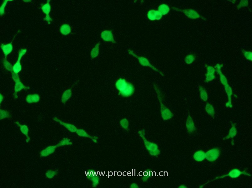 CT26.WT-GFP（小鼠结肠癌细胞（绿色荧光标记））-细胞系-武汉普诺赛生命科技有限公司