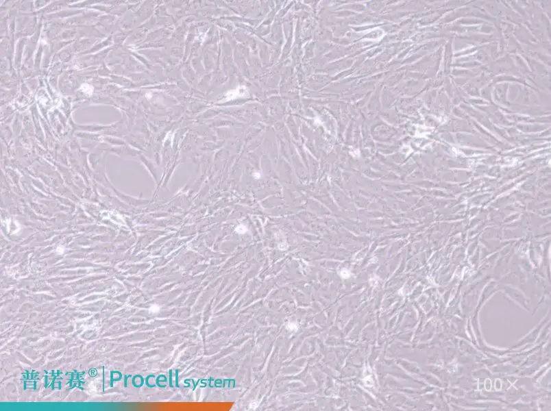 MC3T3-E1 Subclone 24（小鼠成骨细胞前体细胞亚克隆24）-细胞系-武汉普诺赛生命科技有限公司
