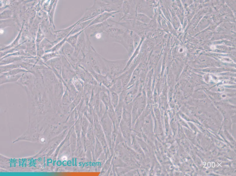 MC3T3-E1 Subclone 24（小鼠成骨细胞前体细胞亚克隆24）-细胞系-武汉普诺赛生命科技有限公司