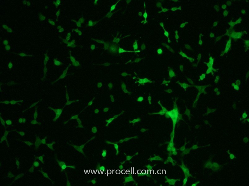 CT26.WT-GFP（小鼠结肠癌细胞（绿色荧光标记））-细胞系-武汉普诺赛生命科技有限公司