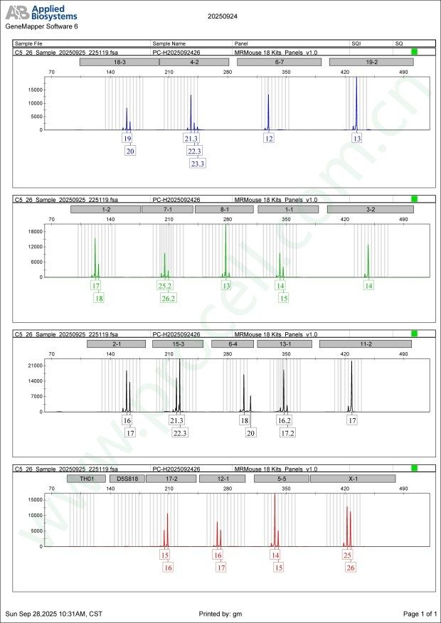 CT26.WT-GFP（小鼠结肠癌细胞（绿色荧光标记））-细胞系-武汉普诺赛生命科技有限公司