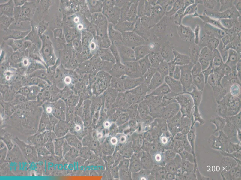 HCC4006（人肺癌腺癌细胞）-细胞系-武汉普诺赛生命科技有限公司