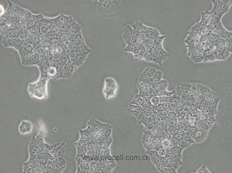 BT-474 [BT474]（人乳腺导管癌细胞）-细胞系-武汉普诺赛生命科技有限公司