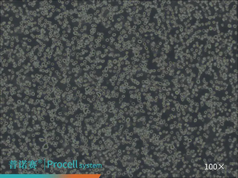 Karpas-299（人间变性大细胞淋巴瘤细胞）-细胞系-武汉普诺赛生命科技有限公司