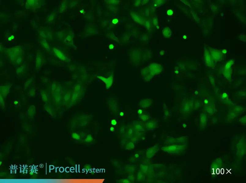 U-2 OS-LUC-EGFP（人骨肉瘤细胞（荧光素酶绿色荧光标记））-细胞系-武汉普诺赛生命科技有限公司