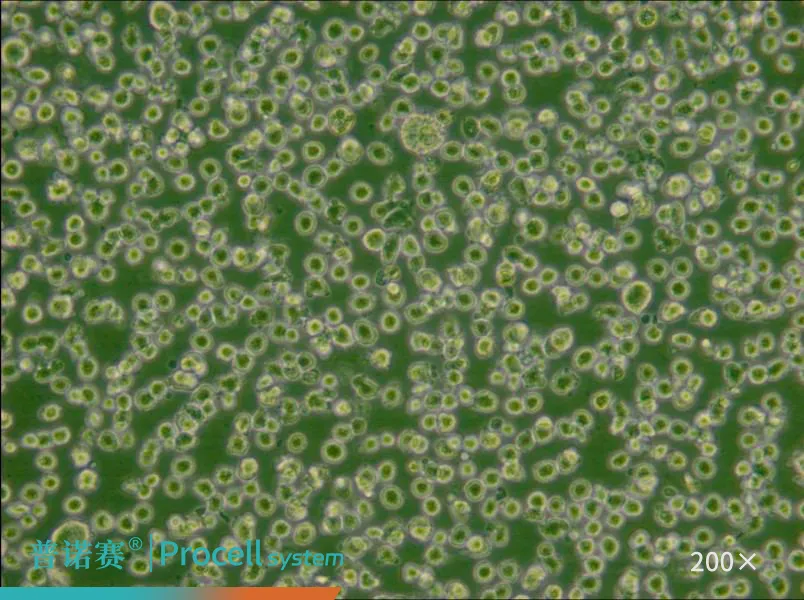 U266 [U266B1]（人多发性骨髓瘤细胞）-细胞系-武汉普诺赛生命科技有限公司