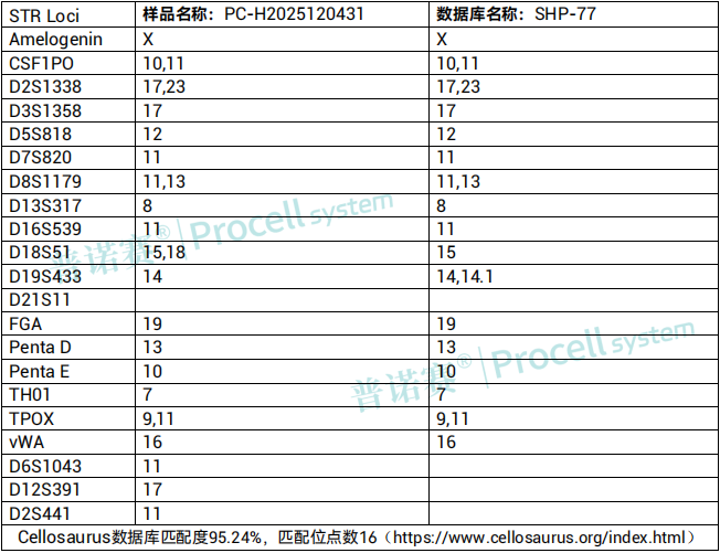 SHP-77（人小细胞肺癌细胞）-细胞系-武汉普诺赛生命科技有限公司