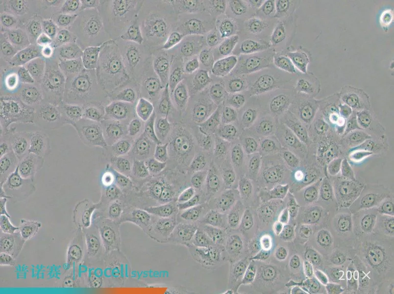 WSU-HN6（人舌鳞癌细胞）-细胞系-武汉普诺赛生命科技有限公司
